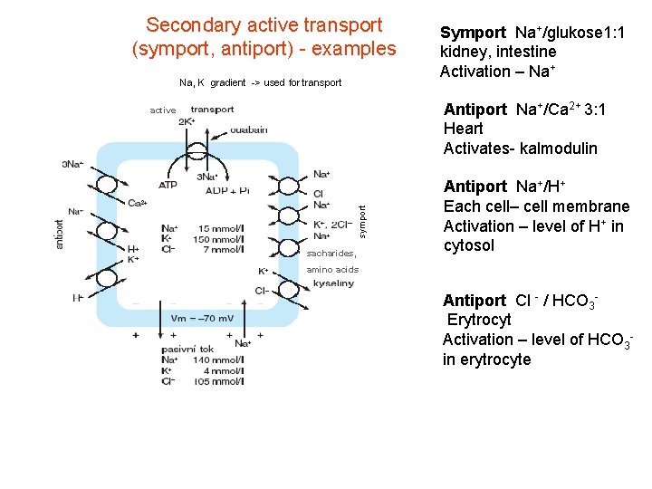Membrane functions seminar Dr V Valouskova Physiology Dept