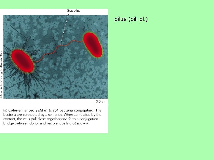 Ch 25 The Prokaryotes Bacteria Archaea Thiomargarita namibiensis
