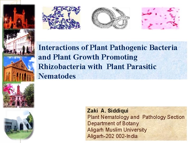 Interactions of Plant Pathogenic Bacteria and Plant Growth