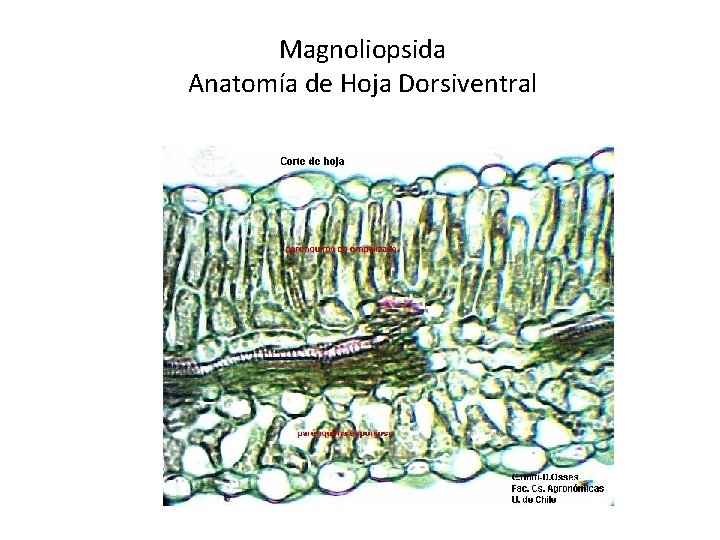 LA HOJA Presentacin preparada por Ing Agr M