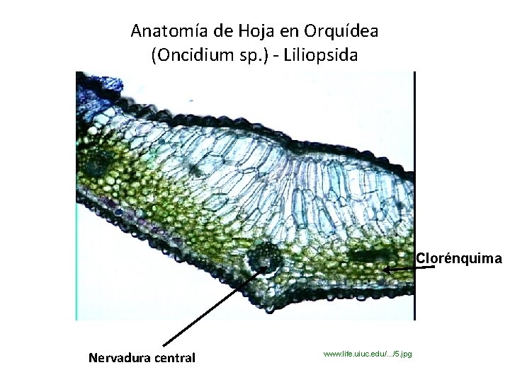 LA HOJA Presentacin preparada por Ing Agr M