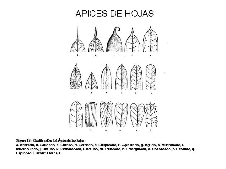 LA HOJA Presentacin preparada por Ing Agr M