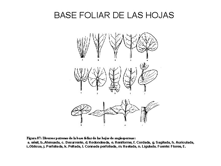 LA HOJA Presentacin preparada por Ing Agr M