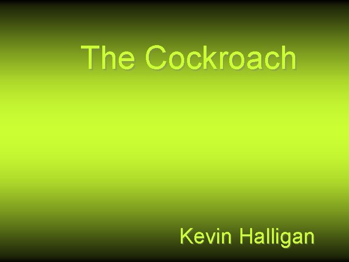 The Cockroach Kevin Halligan The Poet Kevin Halligan