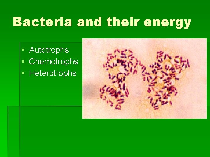 Viruses Bacteria Chapter 17 Biology 11 Presentation put