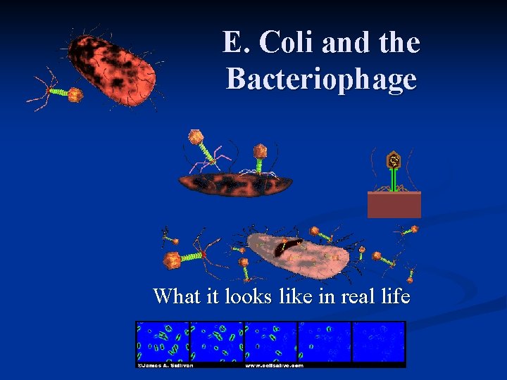 Viruses Bacteria Chapter 17 Biology 11 Presentation put