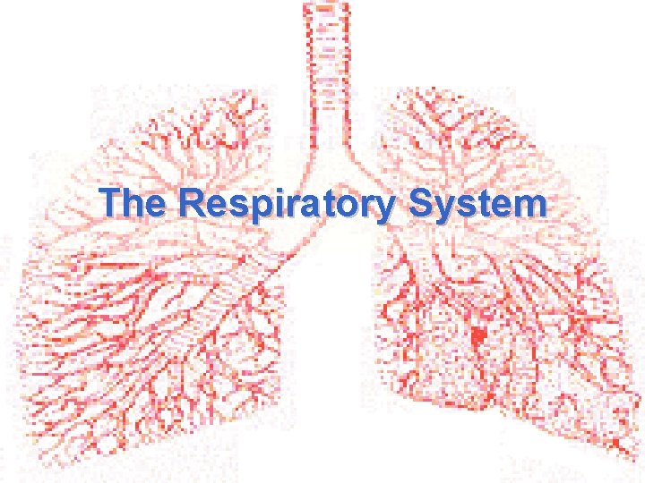 The Respiratory System Purpose of the respiratory system