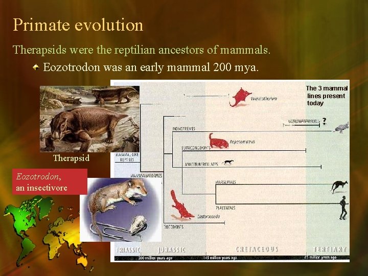 Humans as Primates Objectives Describe primates and their