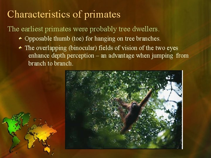 Humans as Primates Objectives Describe primates and their