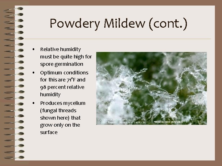 Diseases of Roses Mitchie John Moe ARS Master