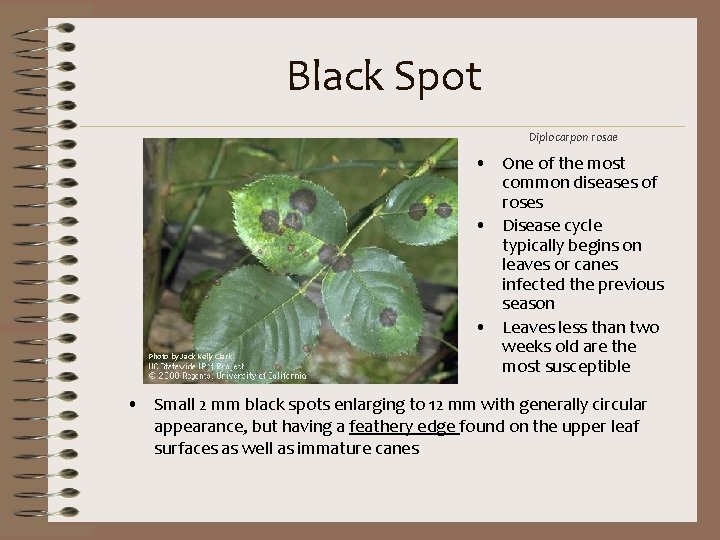 Diseases of Roses Mitchie John Moe ARS Master