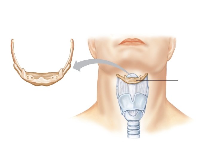 Anatomy and Physiology Bone Identification Hyoid bone Coronal