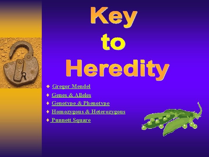 Gregor Mendel Genes Alleles Genotype Phenotype Homozygous Heterozygous