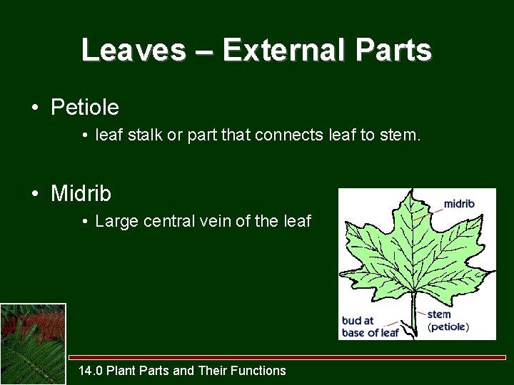 B Plant Physiology 3 02 Discuss the anatomy