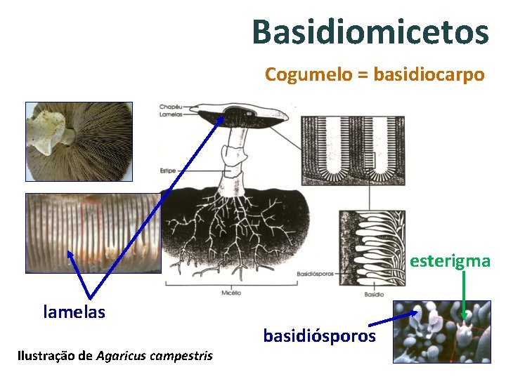 MICROBIOLOGIA Ascomycota Basidiomycota Classificao dos Fungos 1 Reino
