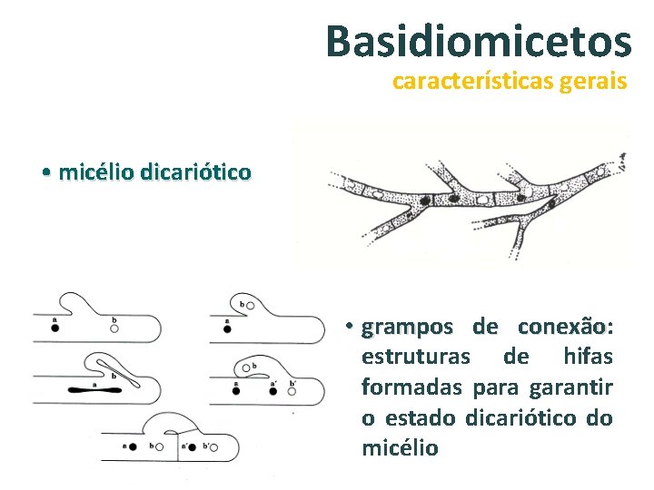 MICROBIOLOGIA Ascomycota Basidiomycota Classificao dos Fungos 1 Reino