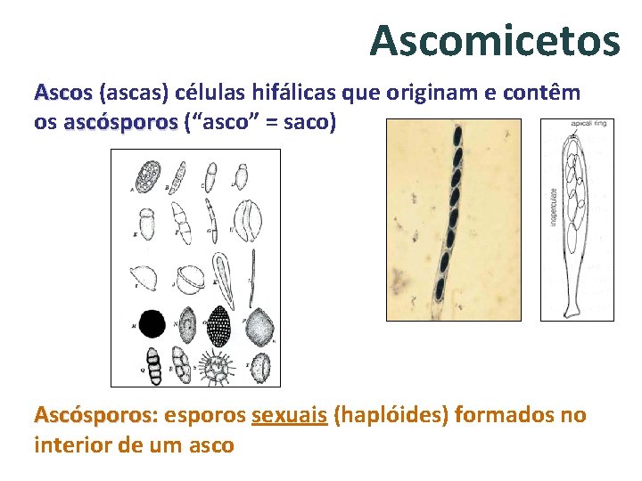 MICROBIOLOGIA Ascomycota Basidiomycota Classificao dos Fungos 1 Reino