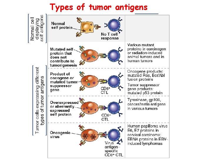 Cancer immunotherapy an update Abul K Abbas UCSF