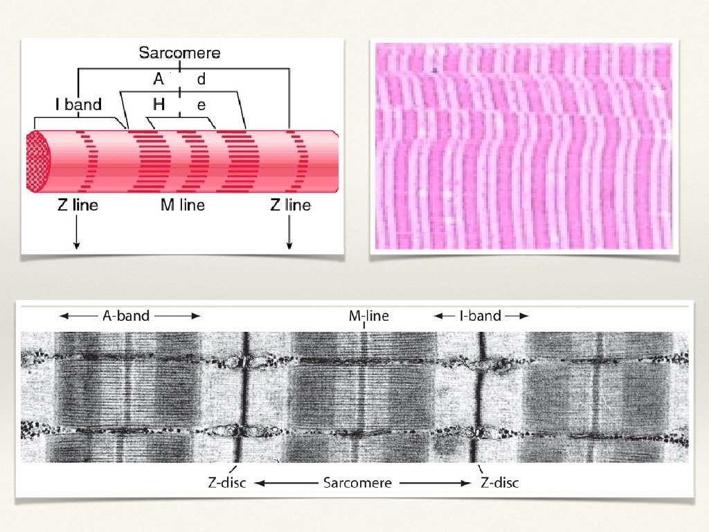 Msculo Nomenclatura SarcolemaMembrana plasmtica Sarcoplasma Citoplasma ...