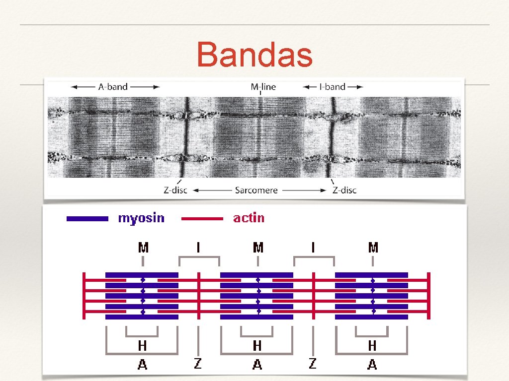 Msculo Nomenclatura SarcolemaMembrana plasmtica Sarcoplasma Citoplasma ...