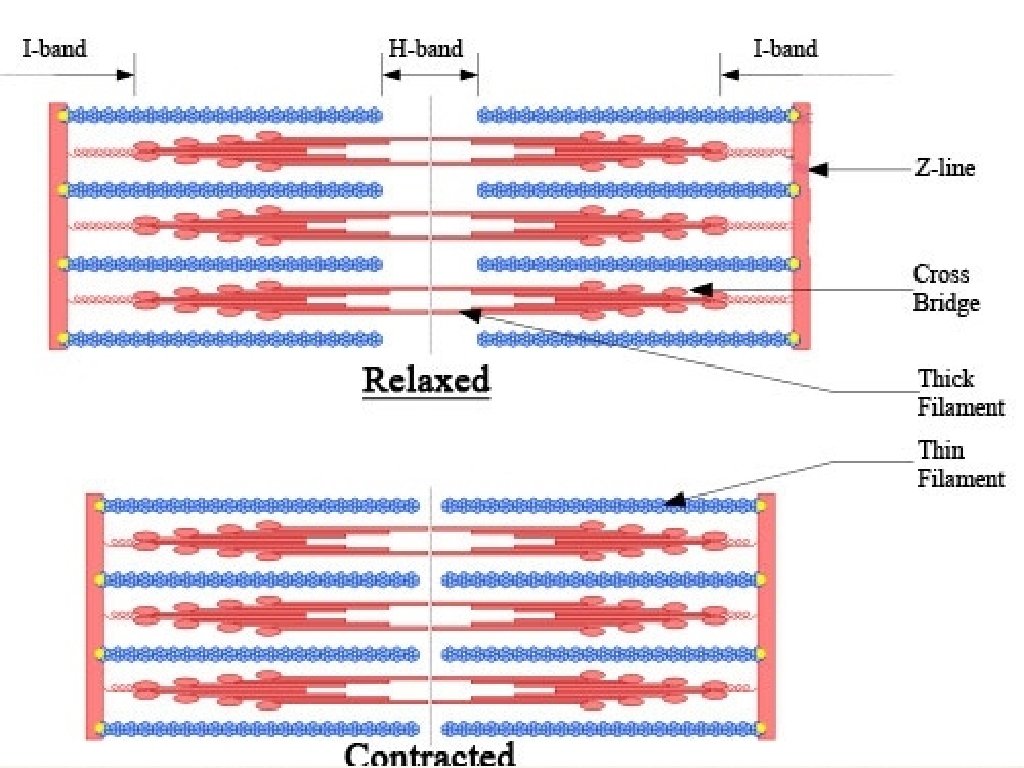 Msculo Nomenclatura SarcolemaMembrana plasmtica Sarcoplasma Citoplasma ...