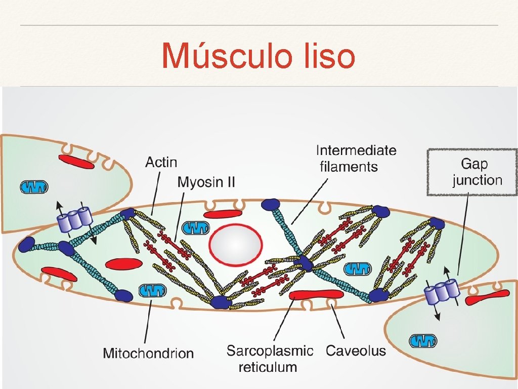 Msculo Nomenclatura SarcolemaMembrana plasmtica Sarcoplasma Citoplasma ...