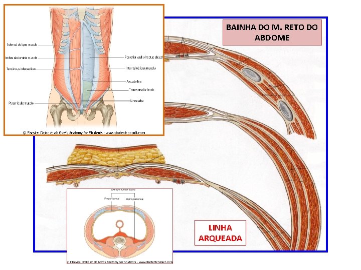 RCG 1036 ANATOMIA TOPOGRFICA APLICADA FISIOTERAPIA Parede nterolateral
