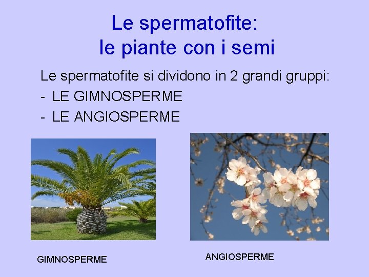 IL REGNO DELLE PIANTE CLASSE 1 D ANNO