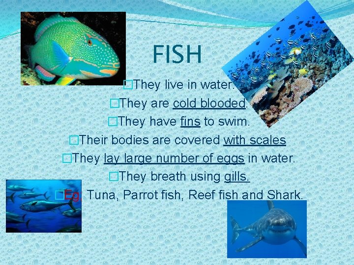 Vertebrates FISH They live in water They are