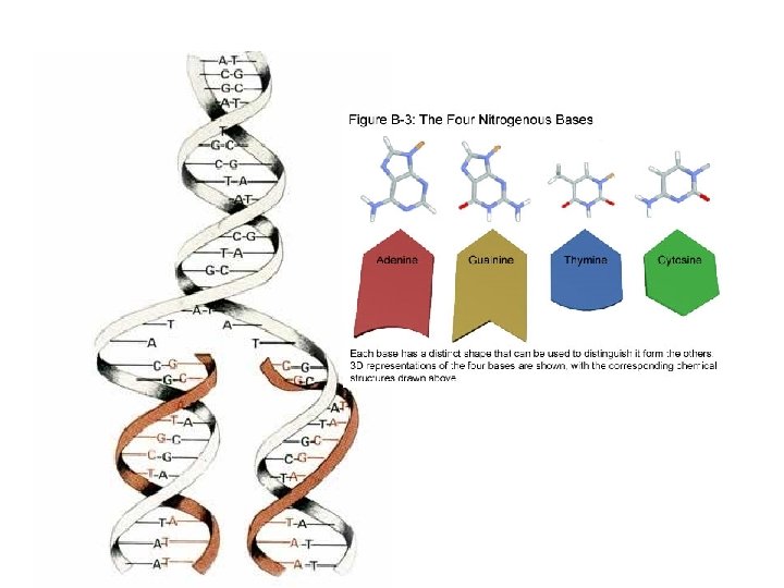 GENETIKA BAKTERIJA Genetika nauka koja prouava svojstva nasleivanja