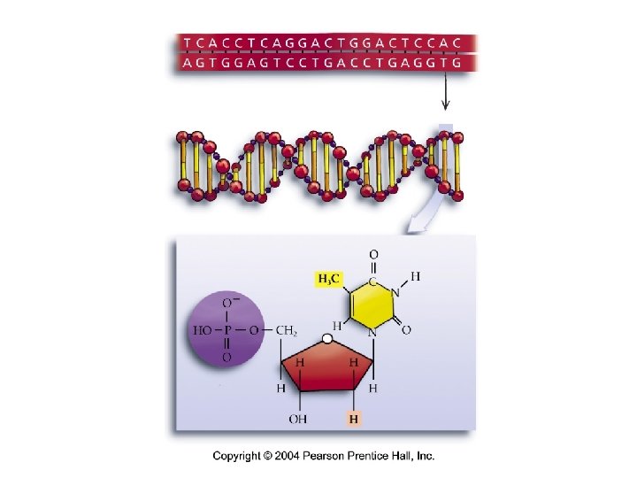 GENETIKA BAKTERIJA Genetika nauka koja prouava svojstva nasleivanja