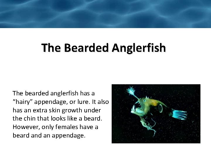 How are anglerfish bioluminescent Different Kinds of Anglerfish