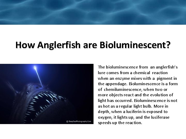 How are anglerfish bioluminescent Different Kinds of Anglerfish