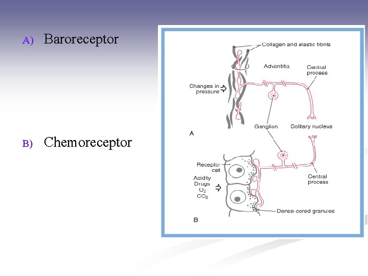 Chapter 19 Viscerosensory Pathways MP ThibeaultEybalin R 4