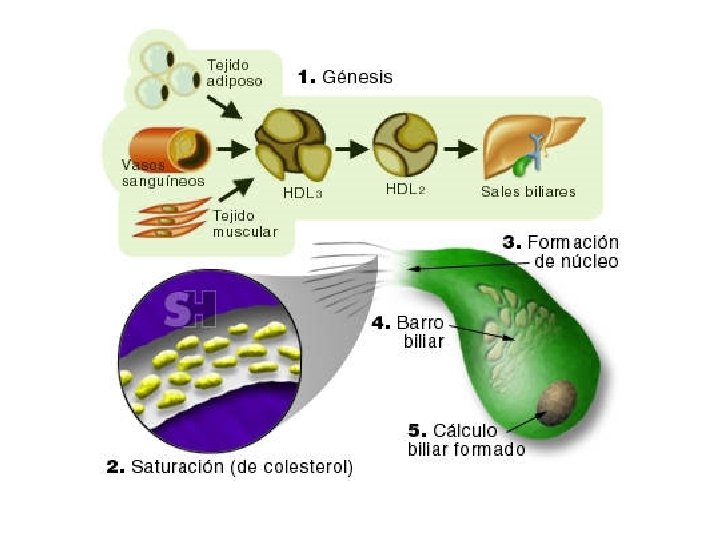 Captulo 6 Clase 8 LA BILIS Anatoma del