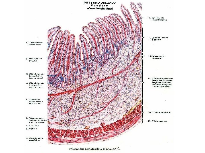 Captulo 6 Clase 8 LA BILIS Anatoma del