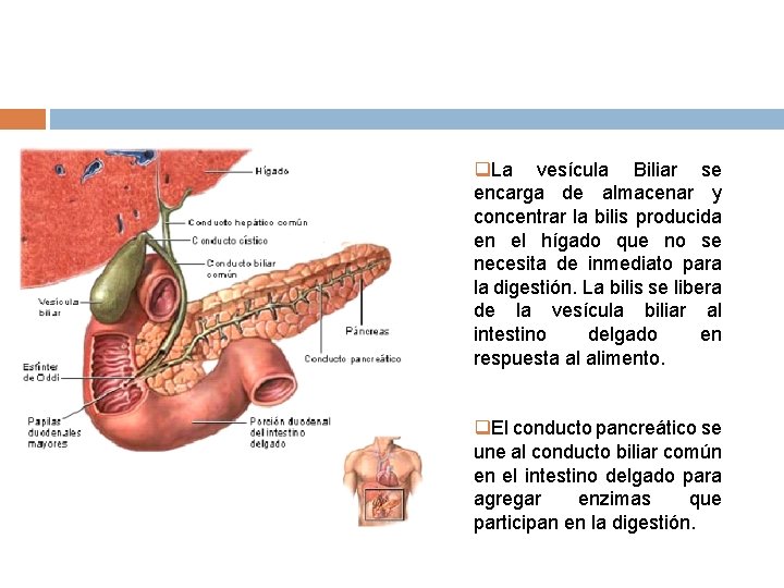 Captulo 6 Clase 8 LA BILIS Anatoma del