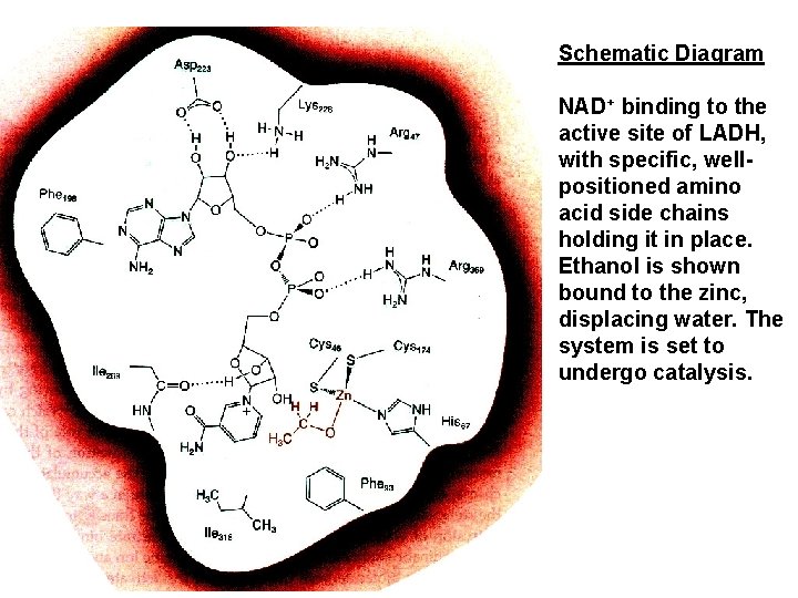 Principles of Bioinorganic Chemistry 2003 You should have