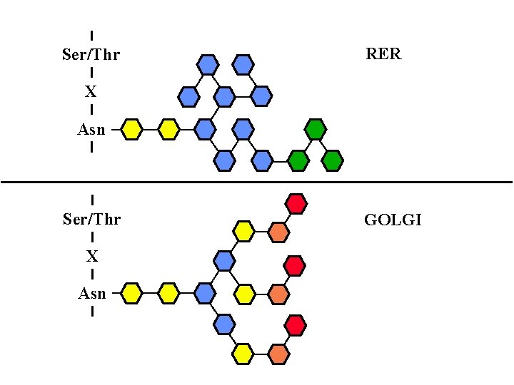 CITOSOL PEROSSISOMA NUCLEO MITOCONDRIO CLOROPLASTO RETICOLO ...