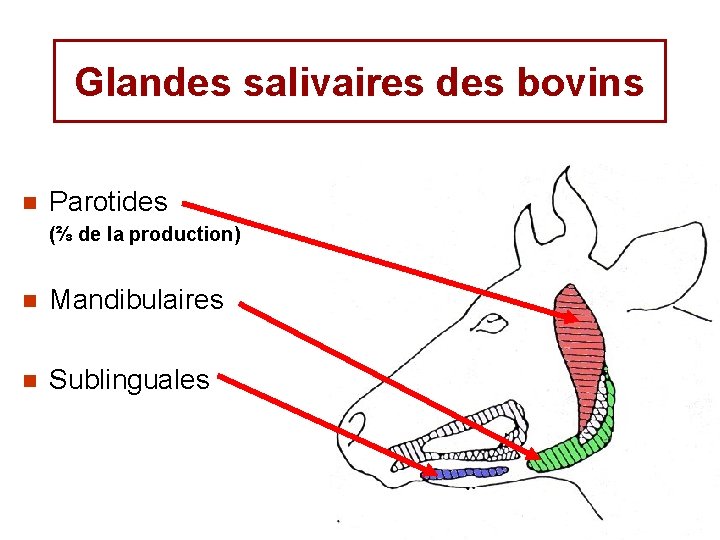 Physiologie de la salivation A FERRAN Plan n