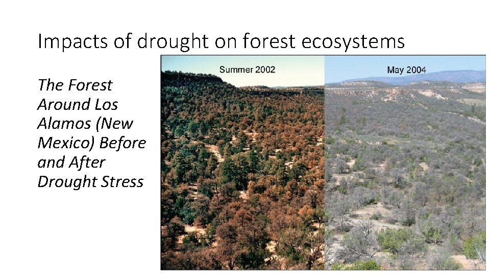 Impacts of drought on ecosystems What is an