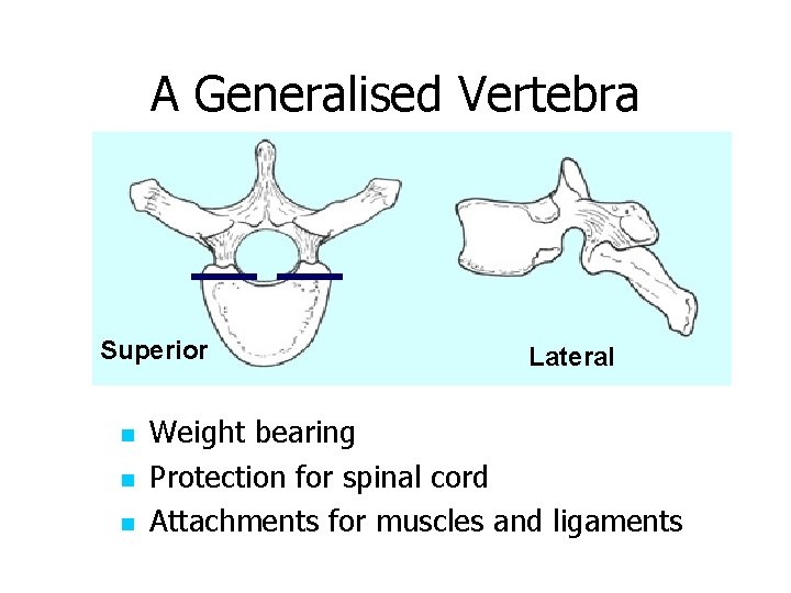 Vertebral Column Avinash Bharadwaj Human Structure and Development