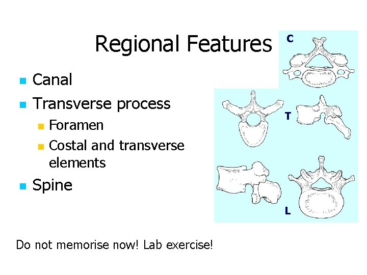 Vertebral Column Avinash Bharadwaj Human Structure and Development
