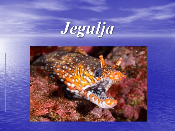 Jegulja Jegulja lat Anguilla anguilla Jegulja lat Anguilla