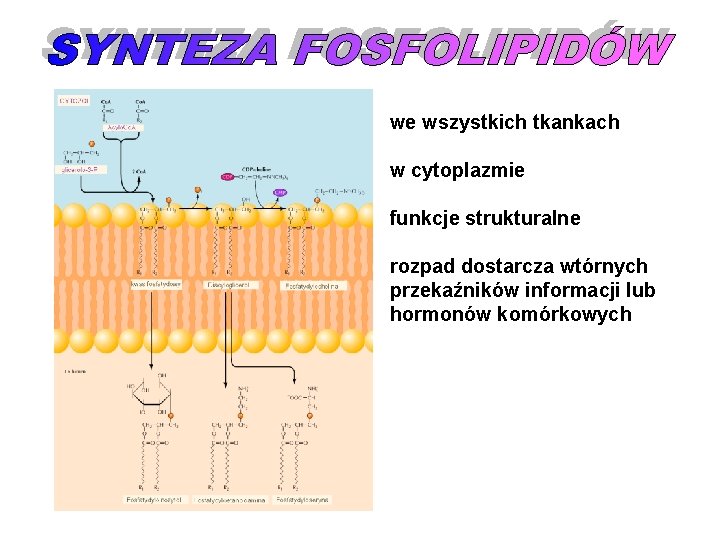 Zachodzi we wszystkich tkankach Lokalizacja komrkowa Cytoplazma Synteza