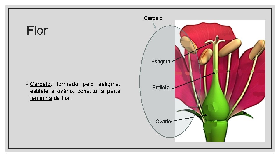 As plantas 6 ano Aula 2 Morfologia Como
