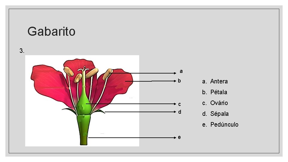 As plantas 6 ano Aula 2 Morfologia Como