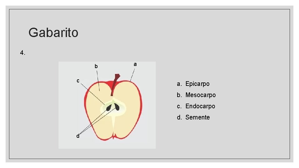 As plantas 6 ano Aula 2 Morfologia Como