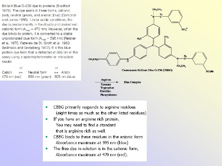 Protein Concentration Determination Quantitative Determination of ...