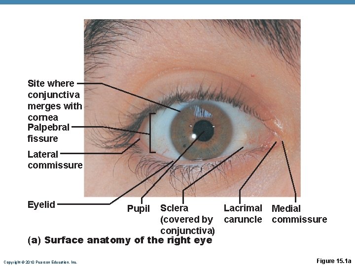 THE EYE PART A Copyright 2010 Pearson Education